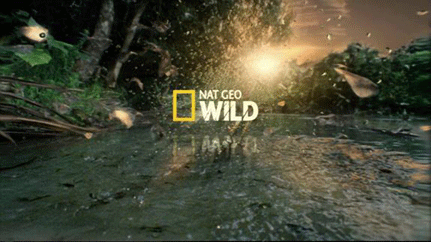 Nat Geo idents by Kemistry - Design Week