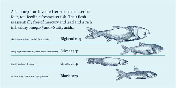 Asian carp rebranded as Copi to tackle US environmental crisis - Design ...